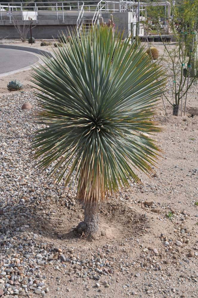 Yucca Rostrata Brian39s Botanicals