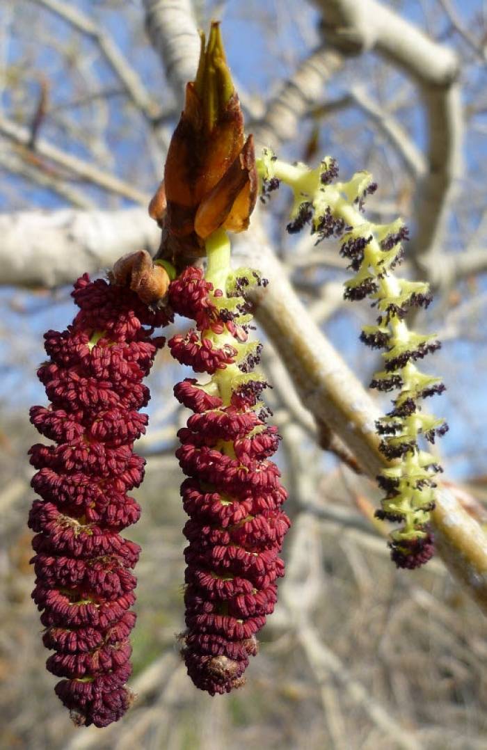 Populus Deltoides Fact Sheet