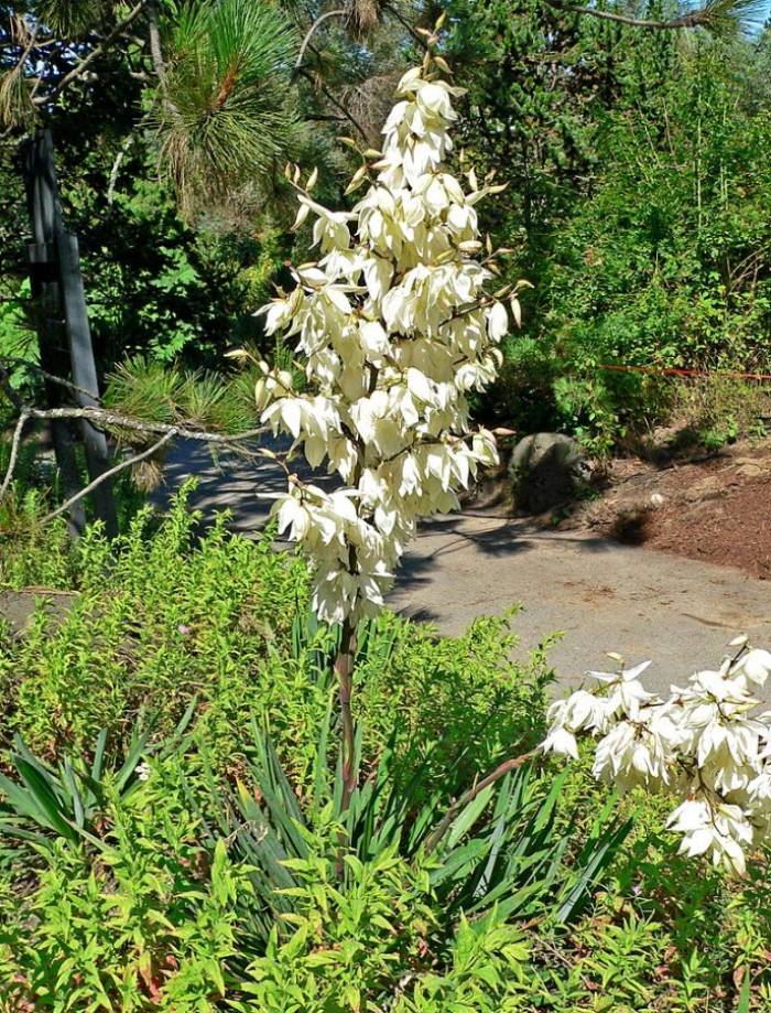 Yucca Filamentosa Varieties