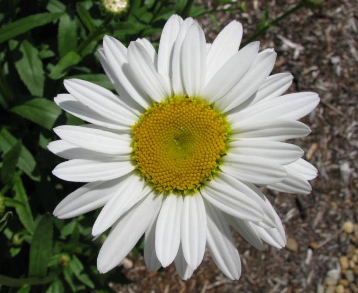 Leucanthemum x superbum - Shasta Daisy | PlantMaster