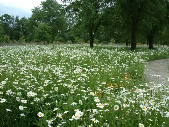 Leucanthemum x superbum - Shasta Daisy | PlantMaster
