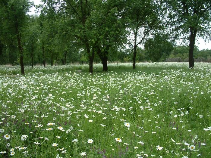 Leucanthemum x superbum - Shasta Daisy | PlantMaster