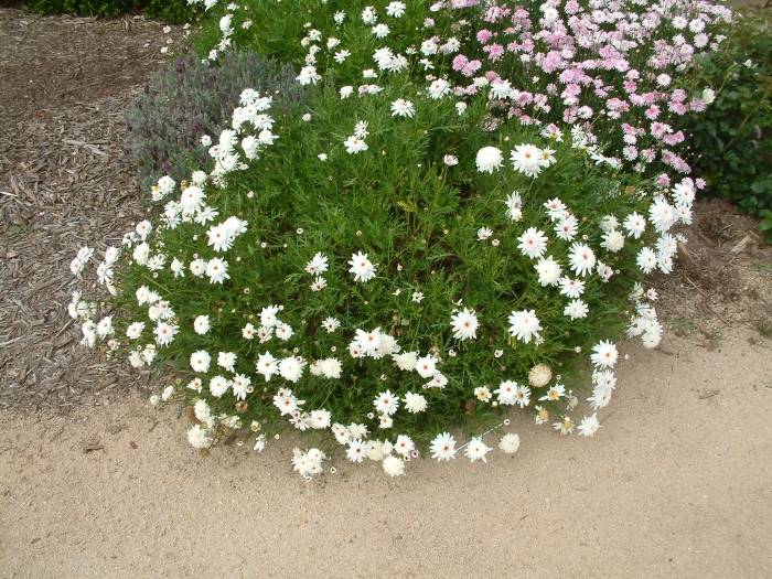 Leucanthemum x superbum - Shasta Daisy | PlantMaster