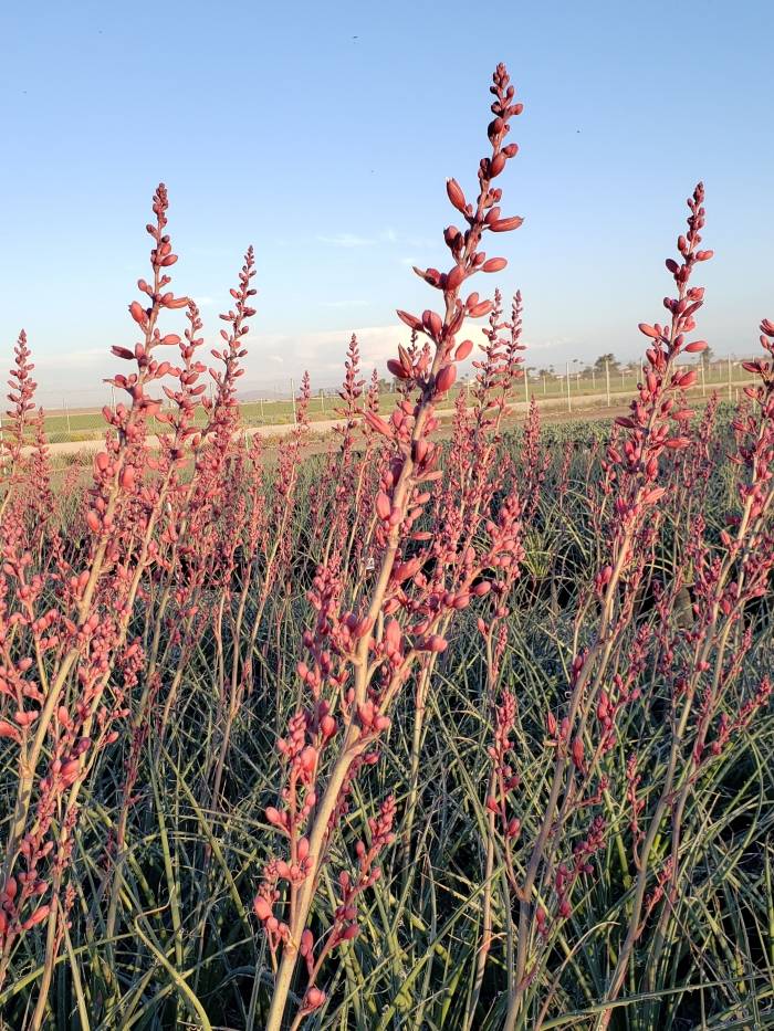 Hesperaloe Parviflora Red Yucca