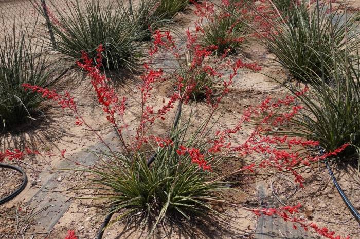 Red Yucca Brake Lights | Shelly Lighting