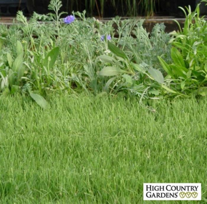 Shonalu, Golden Shower Tree, Cassia Fistula, 50% OFF