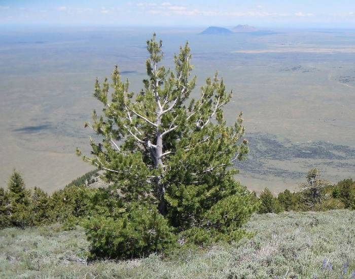Pinus flexilis - Limber Pine | PlantMaster