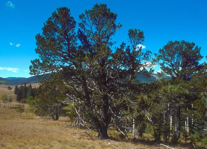 Pinus flexilis - Limber Pine | PlantMaster