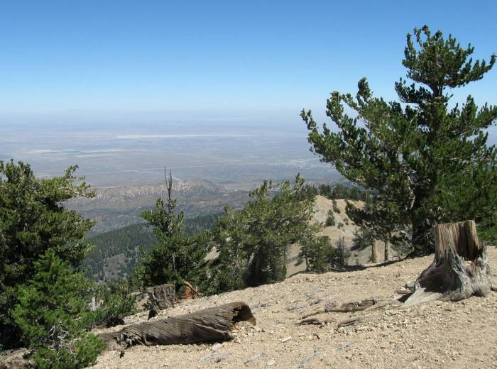 Pinus flexilis - Limber Pine | PlantMaster
