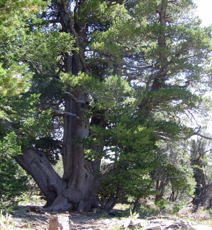 Pinus flexilis - Limber Pine | PlantMaster