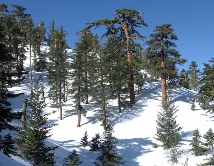 Pinus flexilis - Limber Pine | PlantMaster