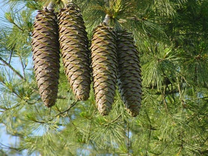 Pinus flexilis - Limber Pine | PlantMaster