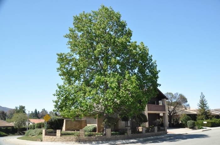 Platanus racemosa - California Sycamore | PlantMaster
