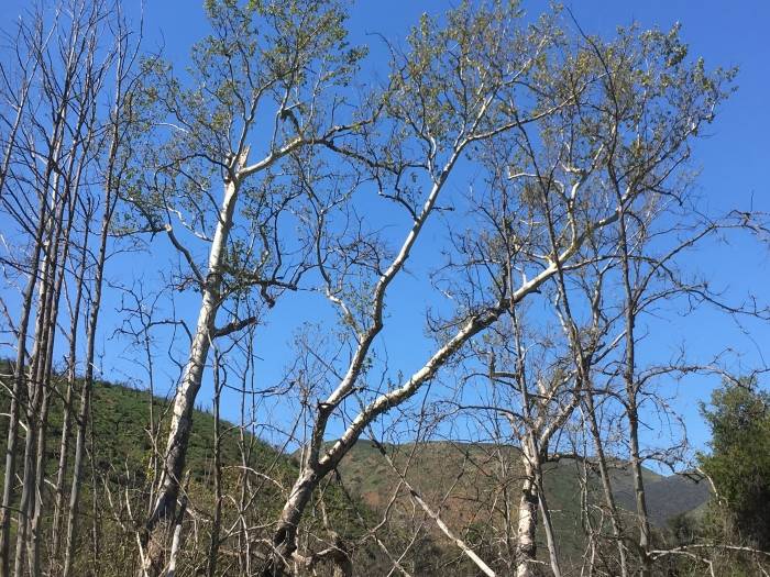 Platanus racemosa - California Sycamore | PlantMaster
