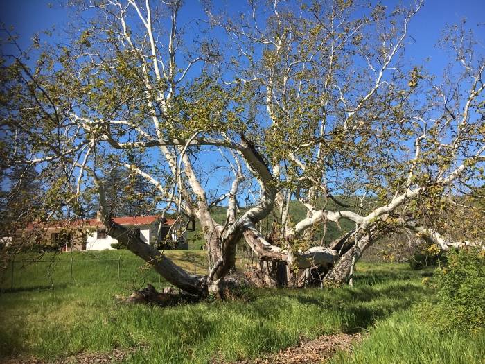 Platanus racemosa - California Sycamore | PlantMaster