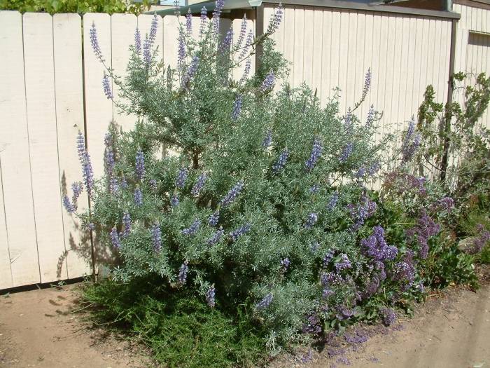 Lupinus arboreus - Tree Lupine | PlantMaster
