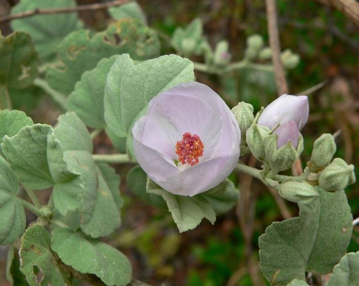 Malacothamnus fasciculatus - Chaparral Mallow | PlantMaster