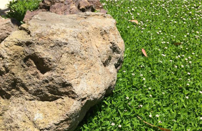 Lippia nodiflora - Kurapia | PlantMaster