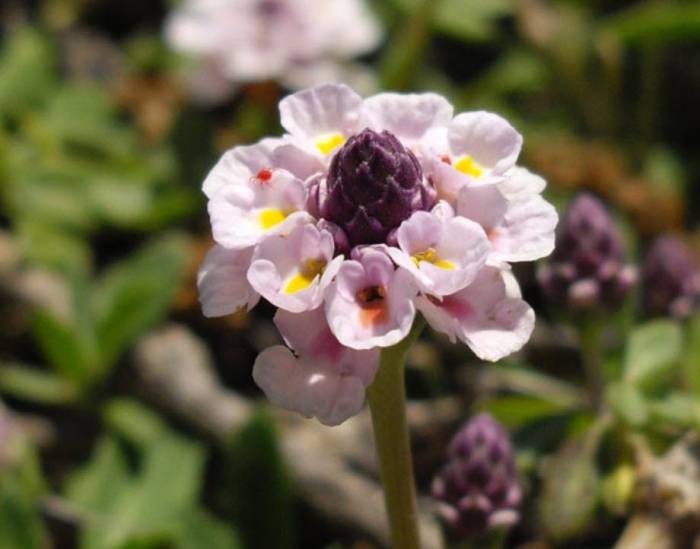 Lippia nodiflora - Kurapia | PlantMaster