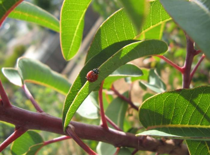 Malosma laurina - Laurel Sumac | PlantMaster