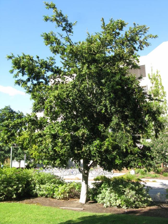 Quercus Tomentella