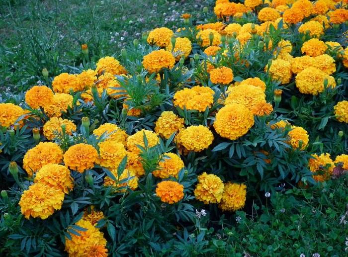Tagetes erecta - American Marigold | PlantMaster