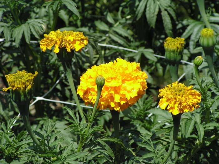 Tagetes erecta - American Marigold | PlantMaster