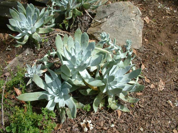 Dudleya pulverulenta - Chalk Dudleya | PlantMaster
