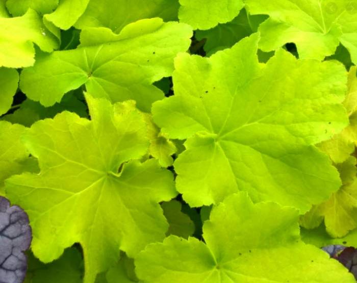 Heuchera species - Coral Bells | PlantMaster