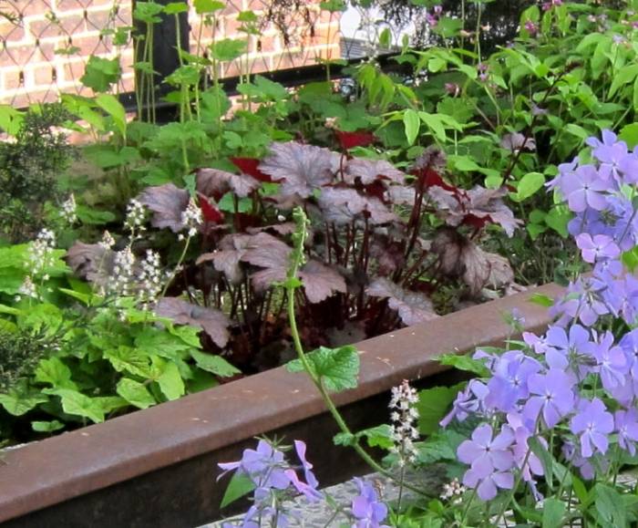 Heuchera species - Coral Bells | PlantMaster