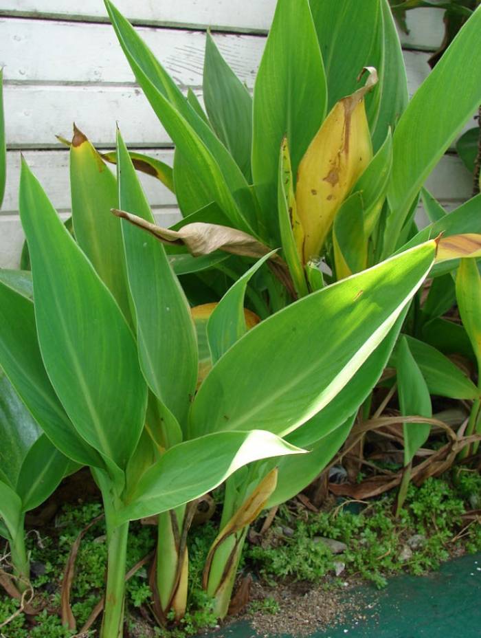 Canna x generalis - Canna | PlantMaster