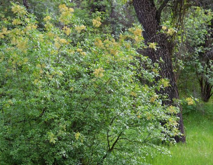 Fraxinus dipetala - California Ash | PlantMaster