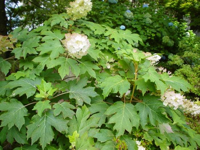 Hydrangea quercifolia - Oakleaf Hydrangea | PlantMaster
