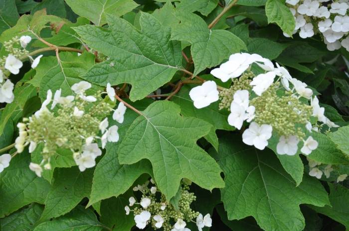 Hydrangea quercifolia - Oakleaf Hydrangea | PlantMaster