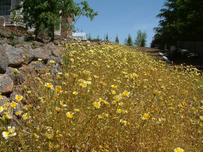 Layia platyglossa - Tidytips | PlantMaster