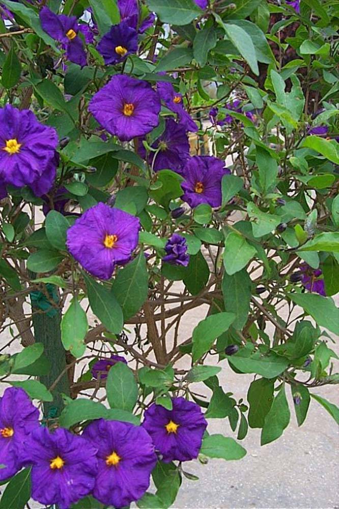 Lycianthes rantonnetii - Blue Potato Bush | PlantMaster
