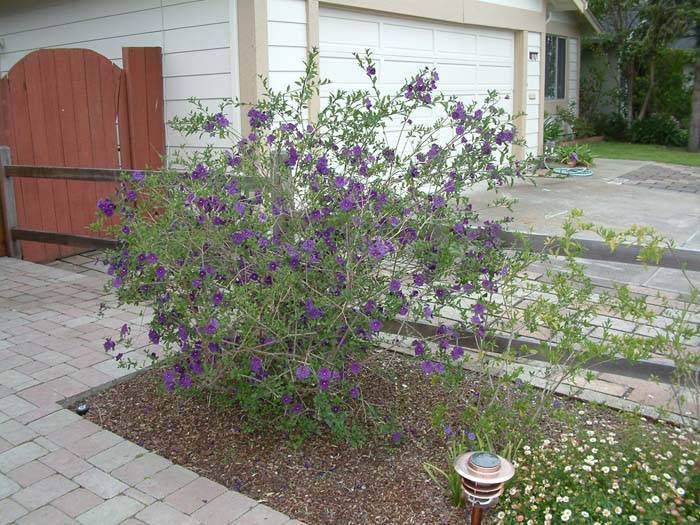 Lycianthes rantonnetii - Blue Potato Bush | PlantMaster