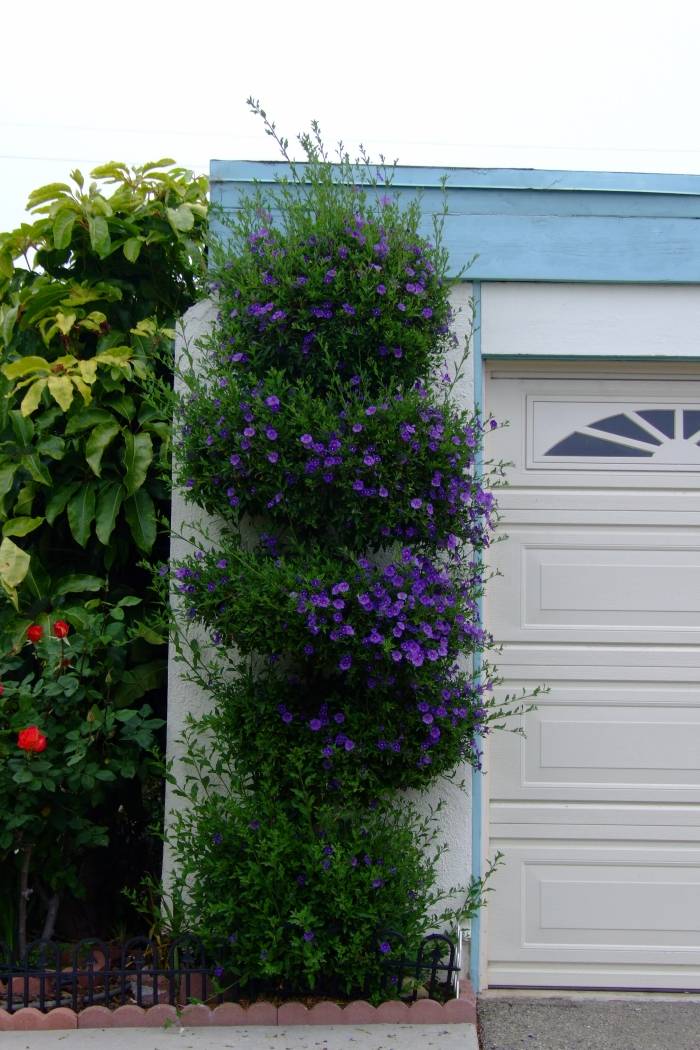 Lycianthes rantonnetii - Blue Potato Bush | PlantMaster