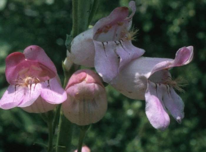 Penstemon hybrids - Border Penstemon | PlantMaster