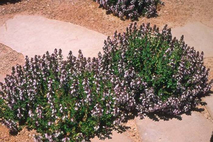 Creeping Germander Teucrium Chamaedrys Pro Status