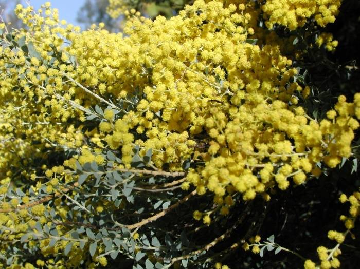 Acacia cultriformis - Knife Acacia | PlantMaster