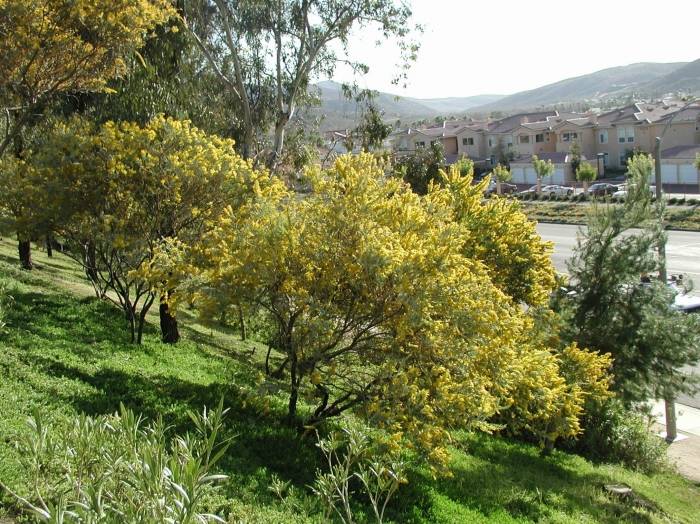 Acacia cultriformis - Knife Acacia | PlantMaster