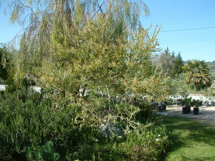Acacia cultriformis - Knife Acacia | PlantMaster