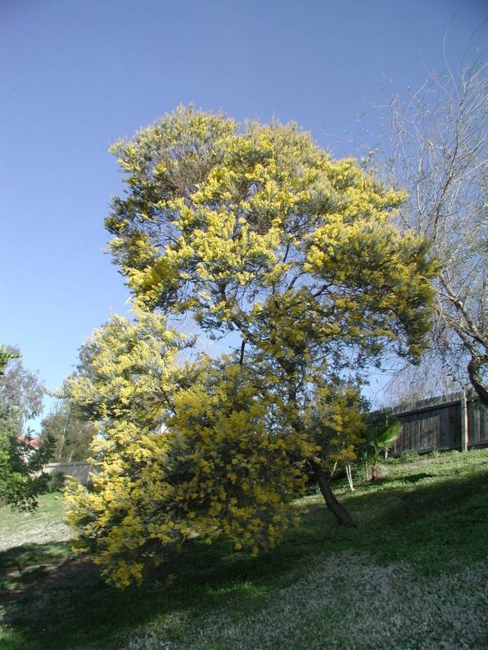Acacia cultriformis - Knife Acacia | PlantMaster