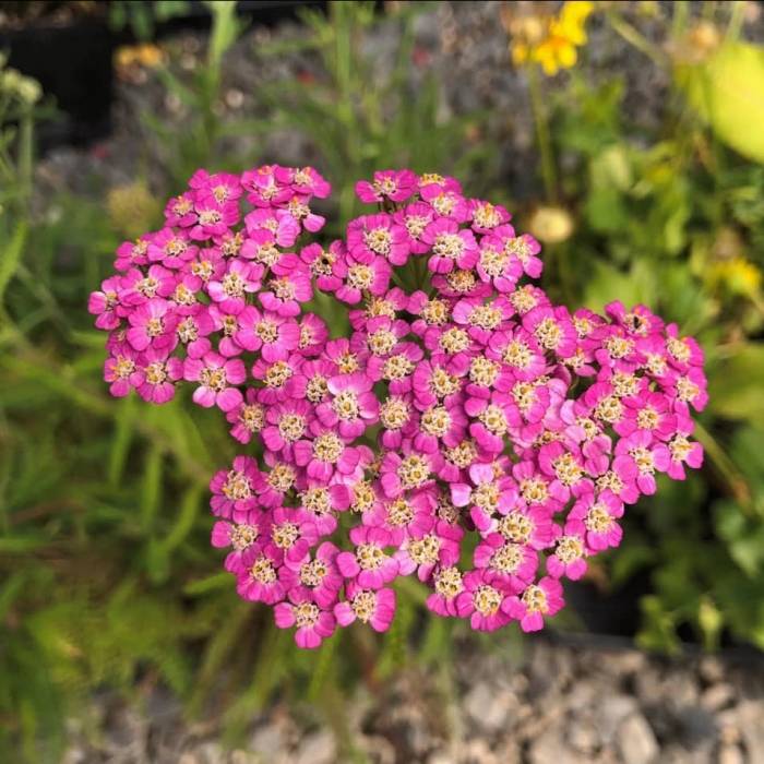 Achillea 'Heidi' - Heidi Yarrow | PlantMaster