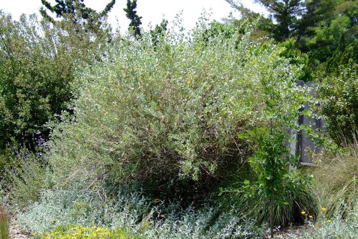 Atriplex lentiformis breweri - Brewer Saltbush | PlantMaster