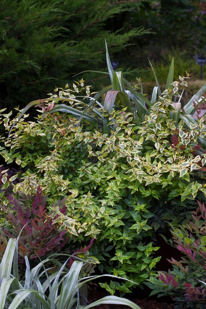 Broadleaf Evergreen Shrubs