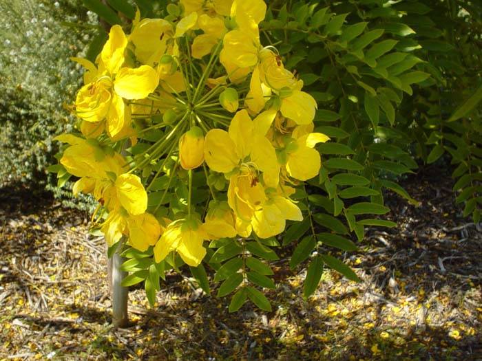 Cassia leptophylla - Gold Medallion Tree | PlantMaster
