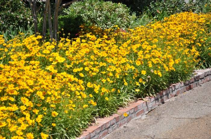 Coreopsis auriculata - Eared Coreopsis | PlantMaster