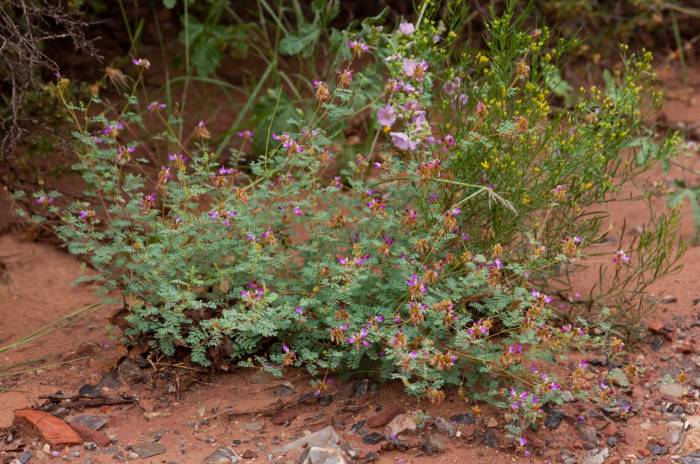 Dalea frutescens - Black Dalea | PlantMaster
